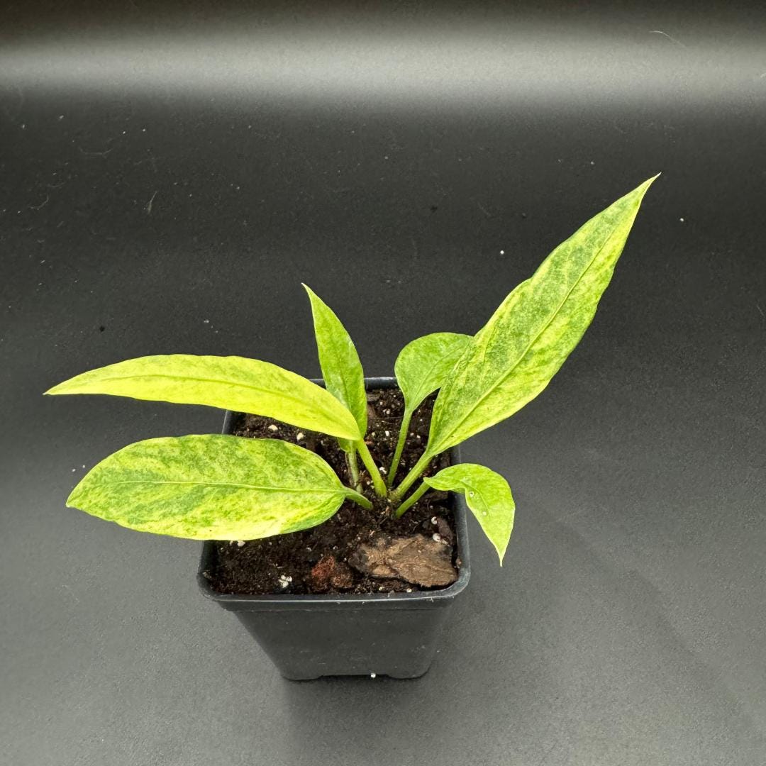 Anthurium Vittarifolium Variegated - Etsy