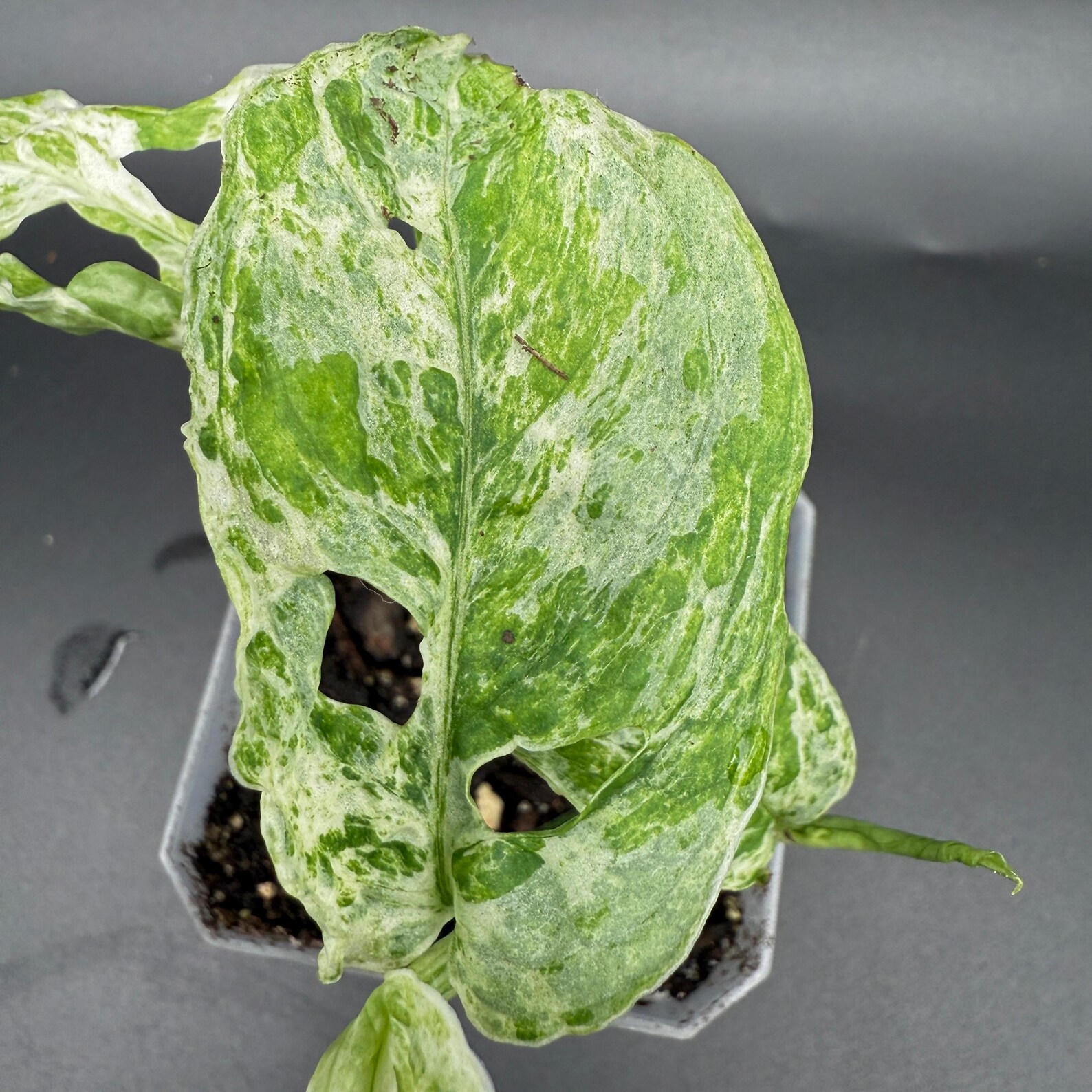 Monstera Adansonii Laniata Mottled Mint - Etsy