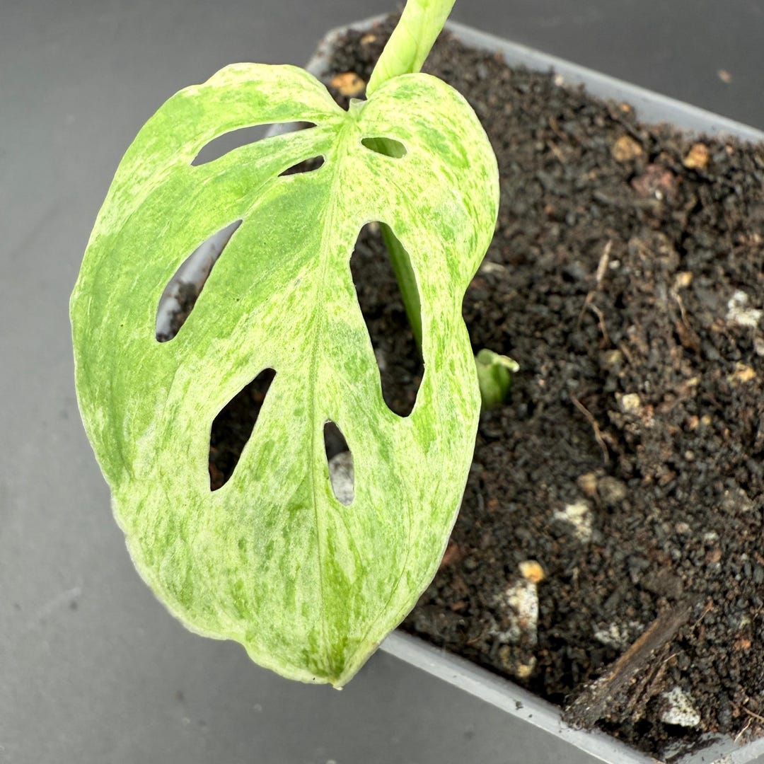 Monstera Adansonii 'laniata Mottled Mint' - Etsy