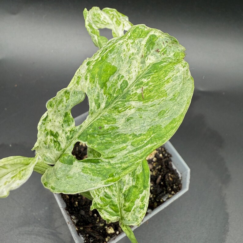 Monstera Adansonii Laniata Mottled Mint - Etsy