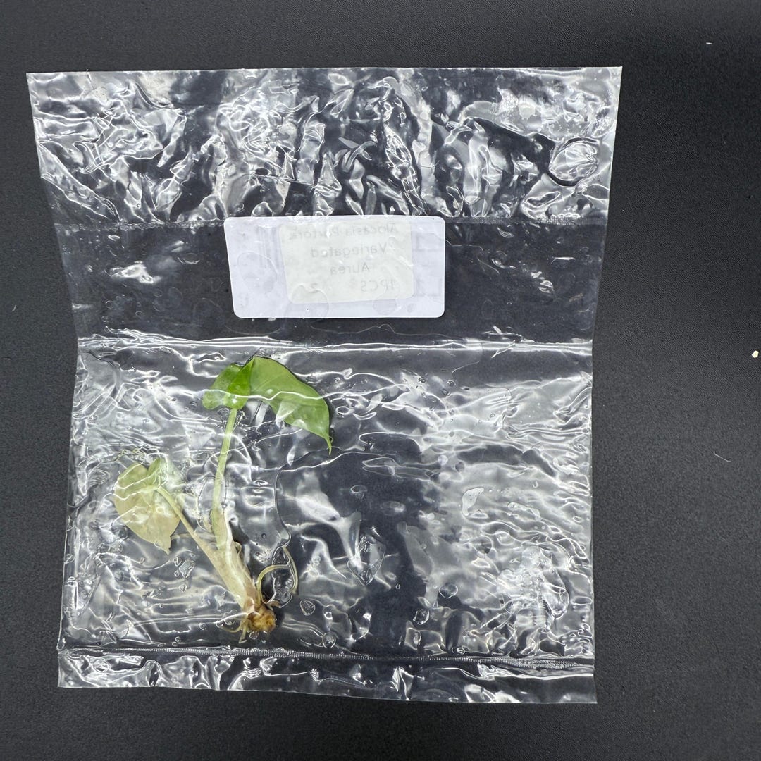 Alocasia 'portora' Variegated Tissue Culture - Etsy