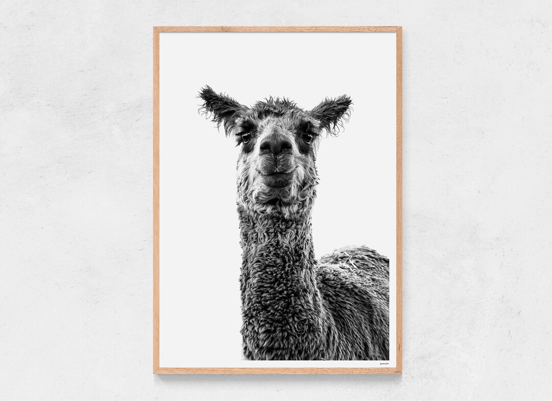Lorenzo - Llama Alpaca Print | Black and White | Wall Art | Archival ...
