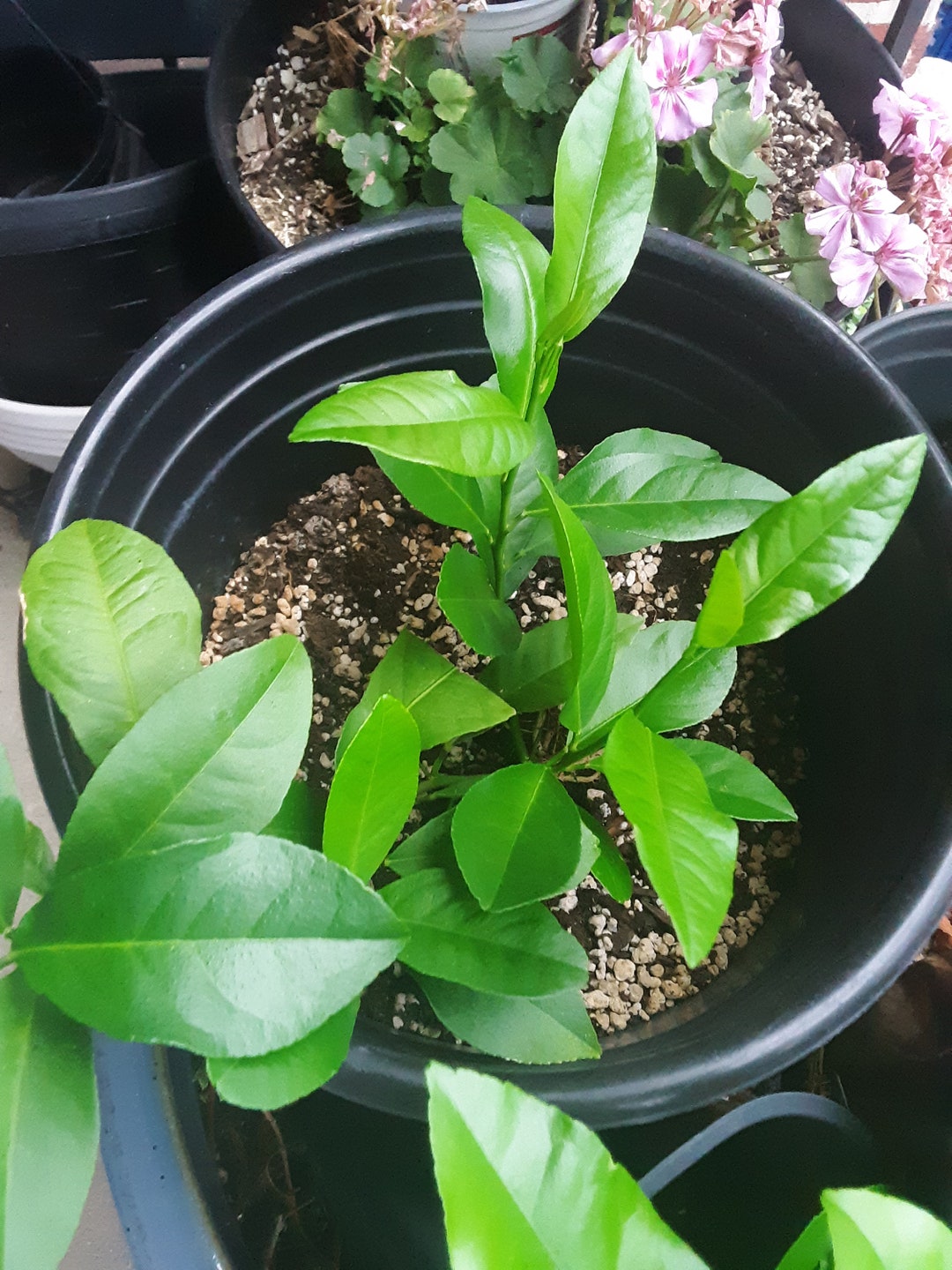 Young Citrus Plant, Lemon Tree From Seed - Etsy
