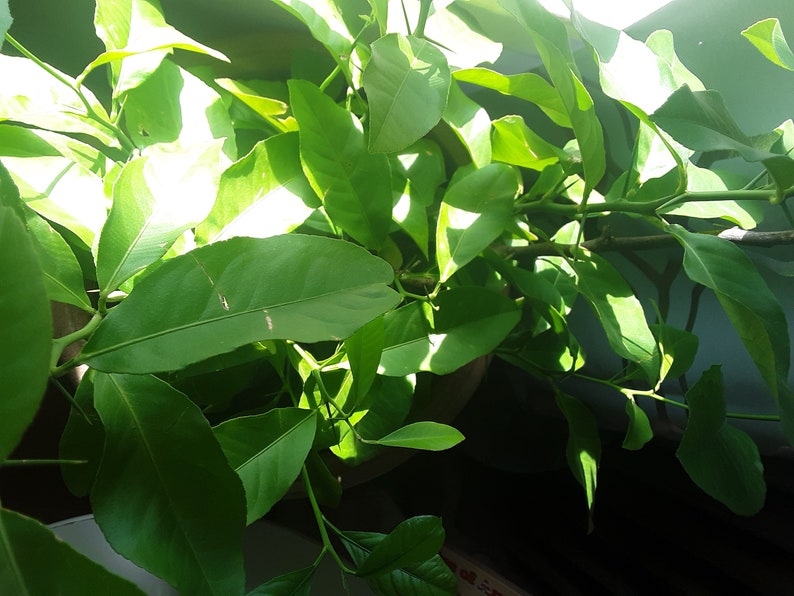 Young Citrus Plant, Lemon Tree From Seed - Etsy