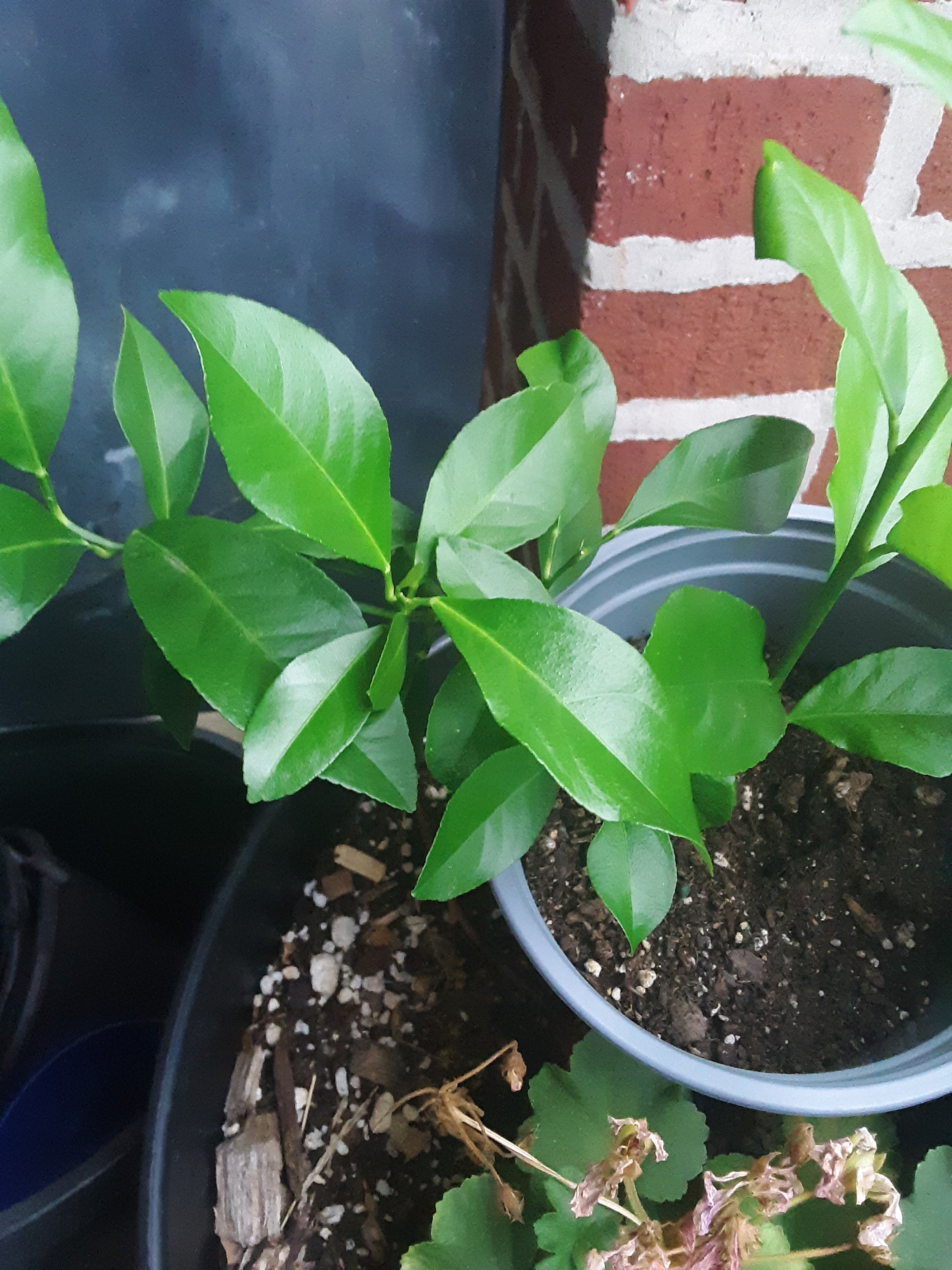 Young Citrus Plant, Lemon Tree From Seed - Etsy