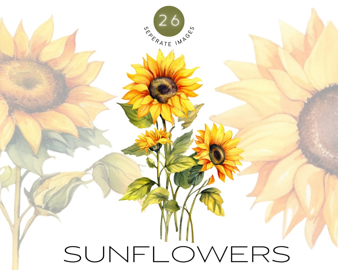 Watercolor Fall Sunflowers Clipart - Autumn Sunflower- Yellow Autumn ...