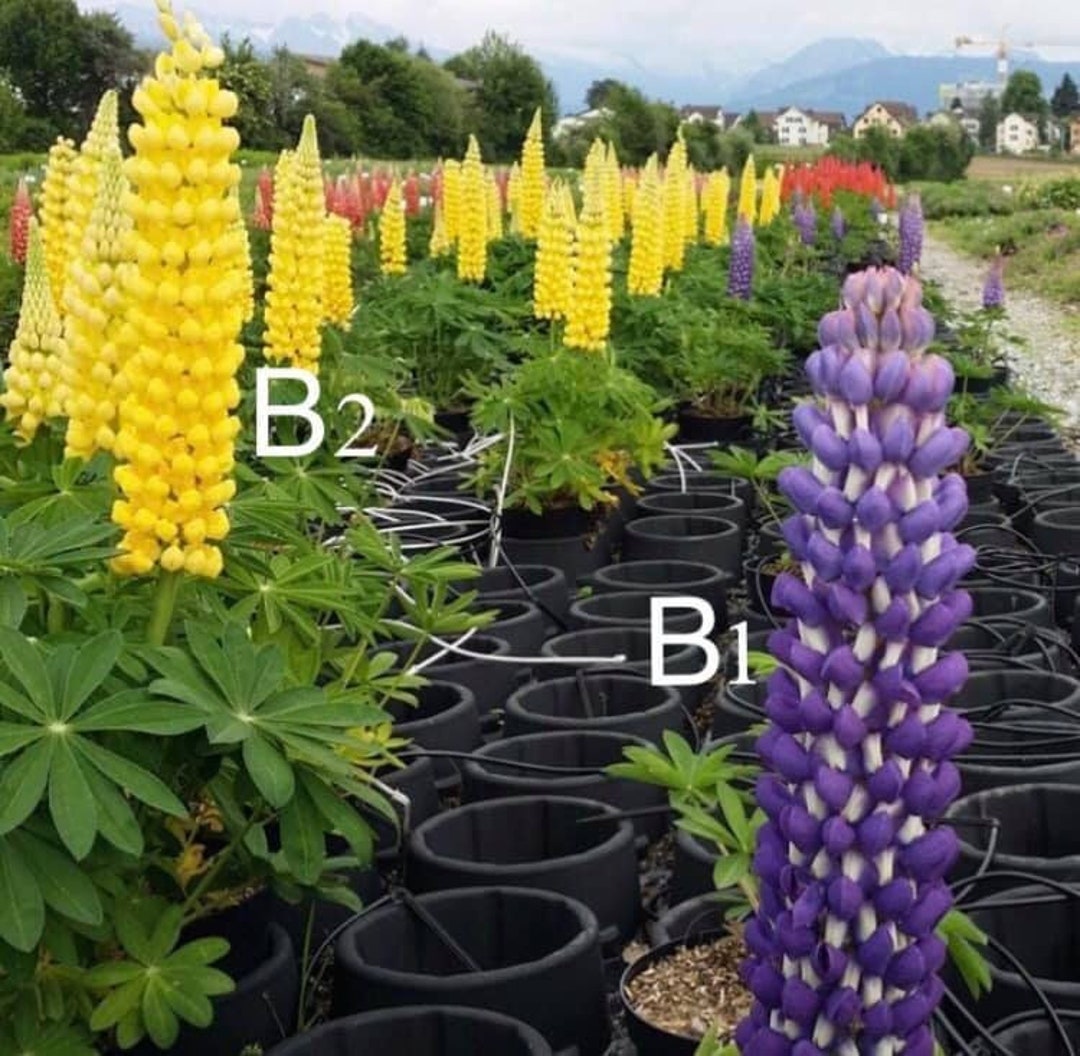 Nr474 Nr188 60 Lupinesamen Lupinen Samen Lupine Lupinus - Etsy.de