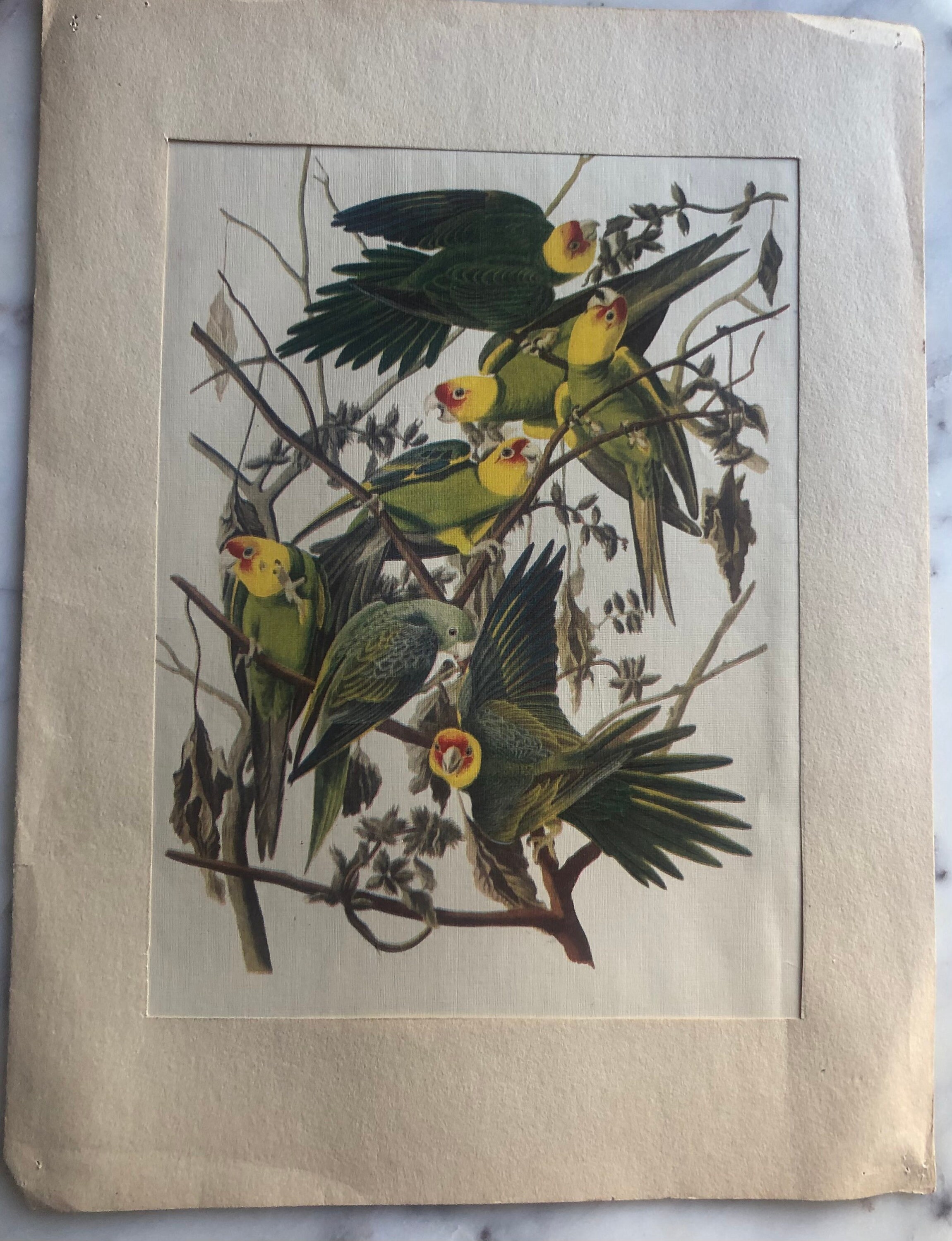 Vintage Parrot Print - Etsy