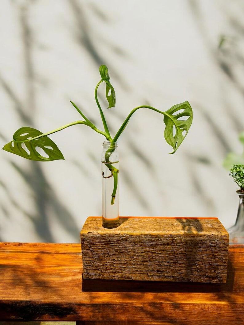 Mid Century Modern Unique Propagation Vase or Bud Vase - Etsy