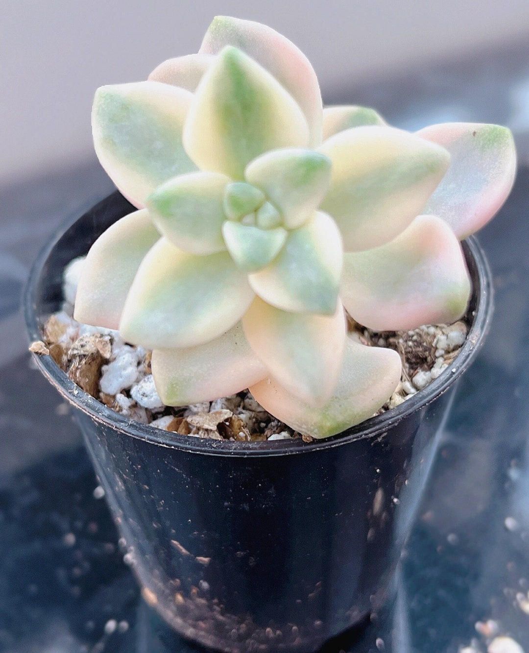 Rare Korean Graptoveria Titubans Variegated Succulent Rooted Leaf ...