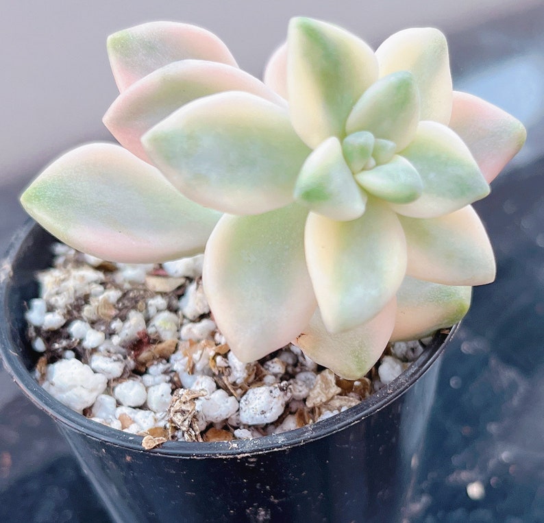 Rare Korean Graptoveria Titubans Variegated Succulent Rooted - Etsy UK
