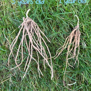 Asparagus Root Crowns Approximate 3 Years Old UK - Etsy