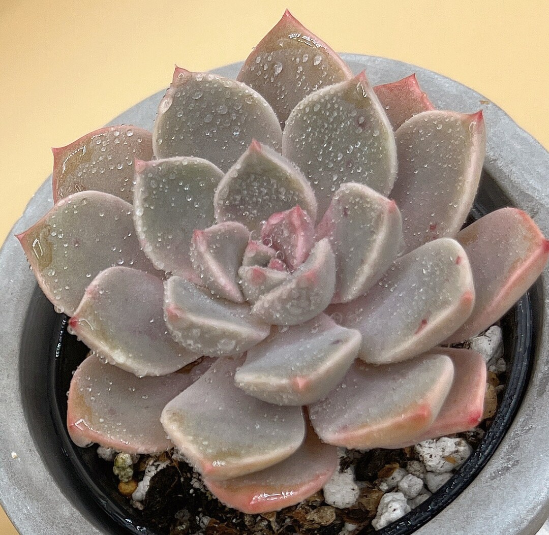 Rare Korean Echeveria Lidia Echeveria Fiona Live Plants Rare Succulents ...
