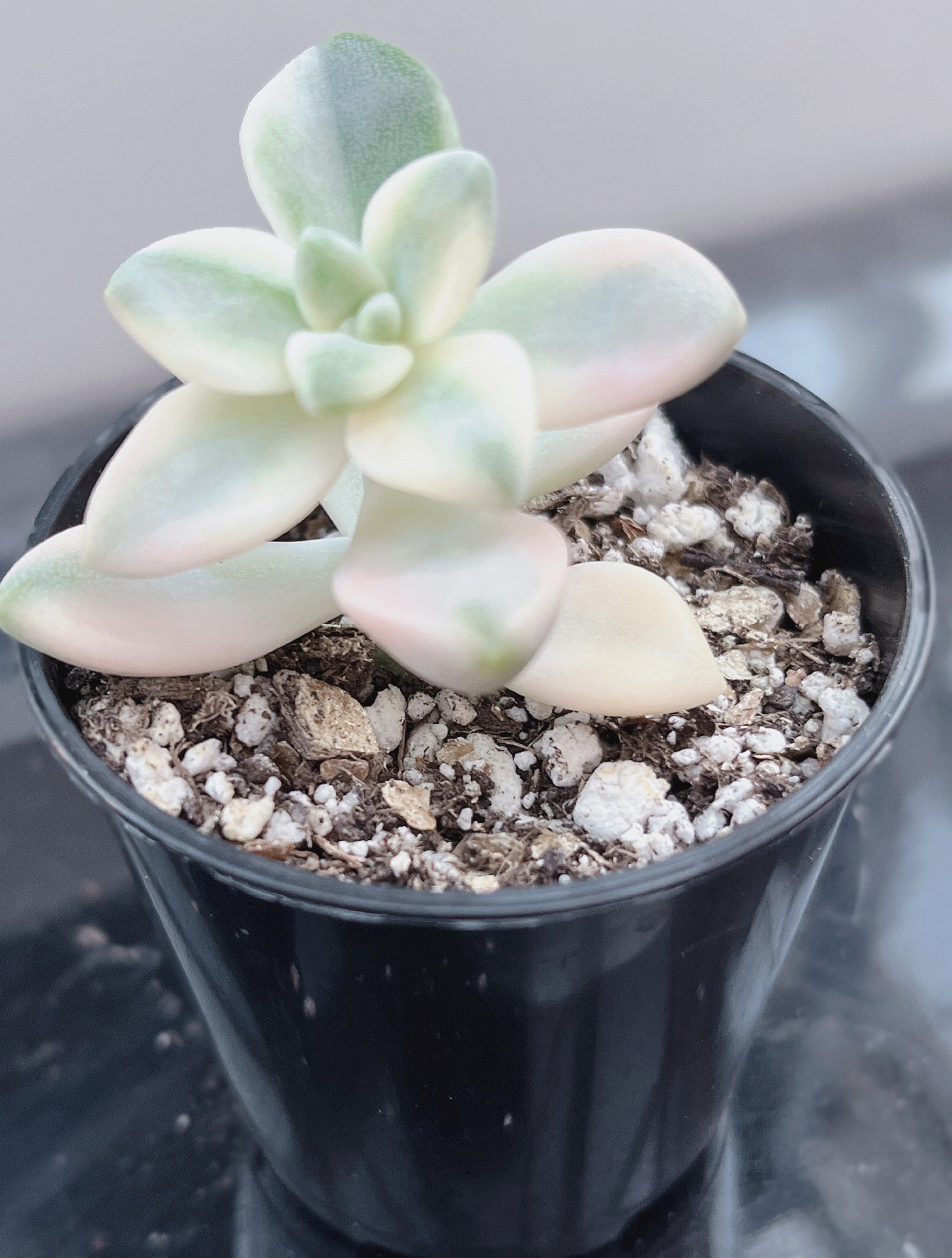 Rare Korean Graptoveria Titubans Variegated Succulent Rooted - Etsy UK
