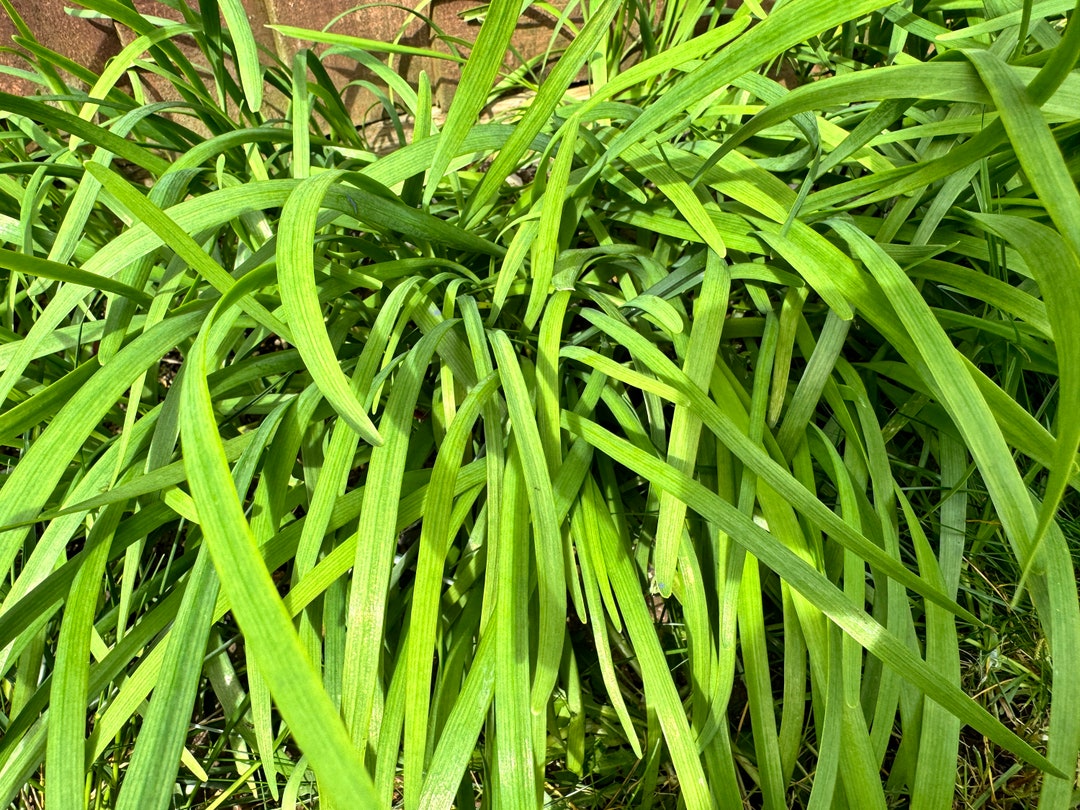 Roots of Fresh Garlic Chives, Chinese Garlic Chives Leek Root Ready to ...