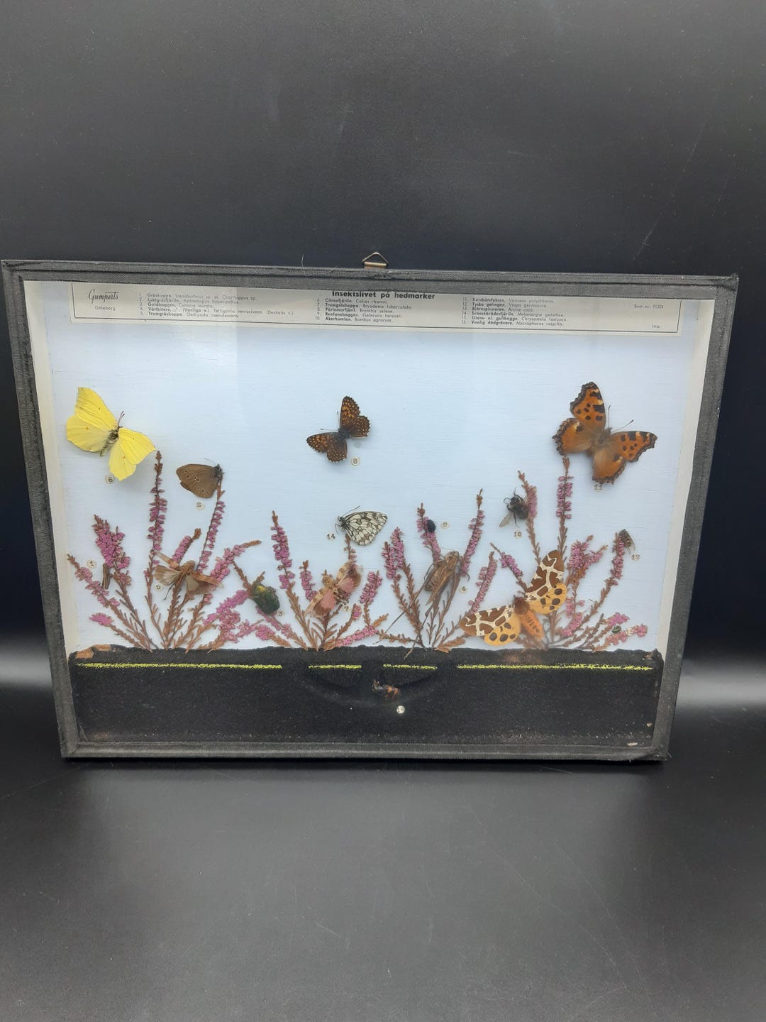 Vintage Entmology Diorama About Insect Life on Moors - Etsy