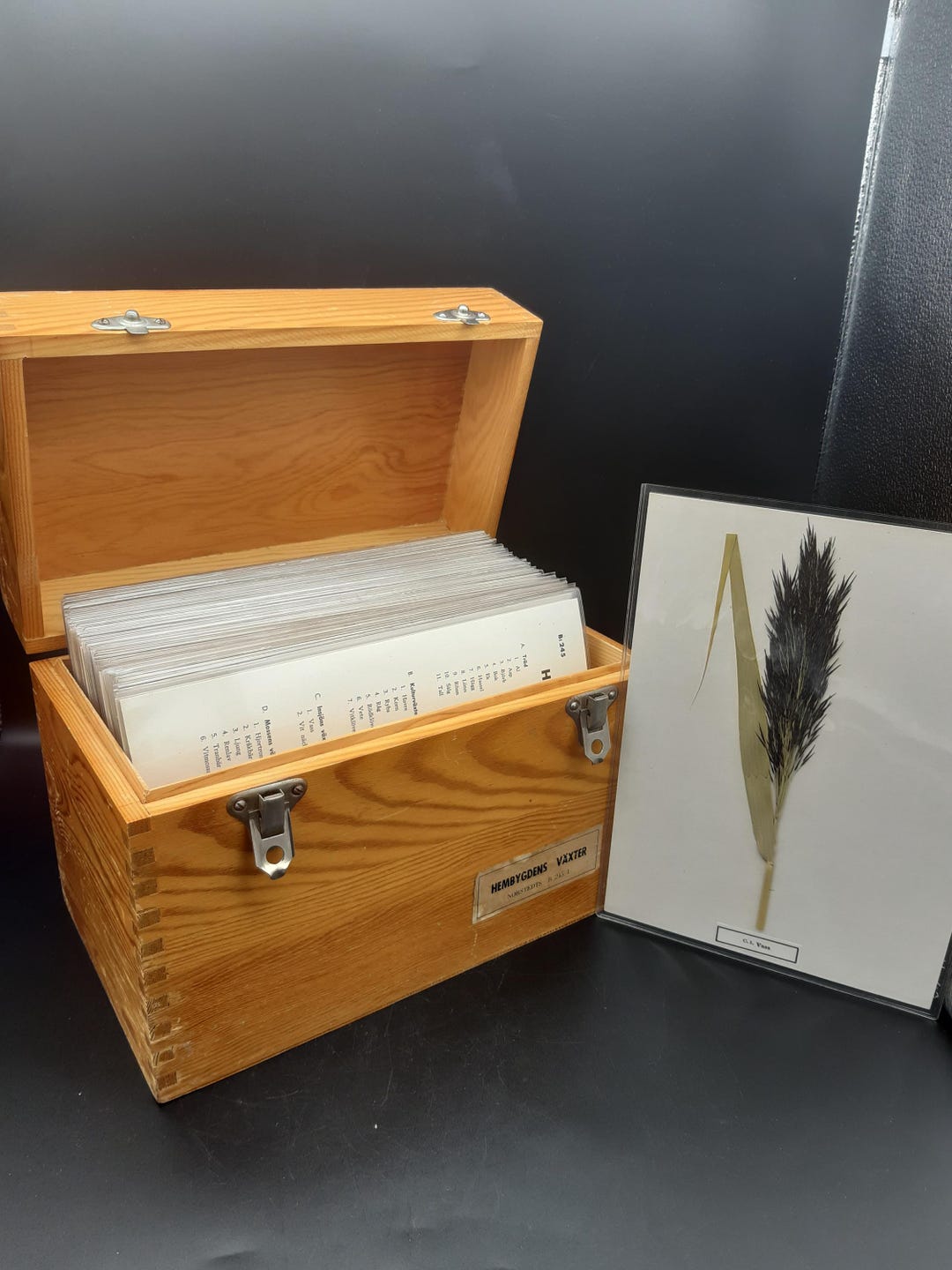 Beautiful Vintage Swedish Herbarium in a Wooden Box With 46 Sheets - Etsy