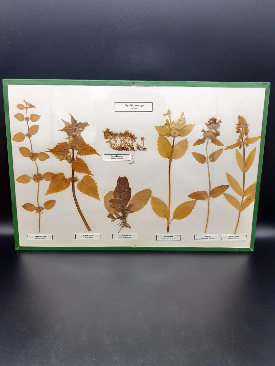 Educational Botanical Herbarium Planch From Sweden Labiatae - Etsy