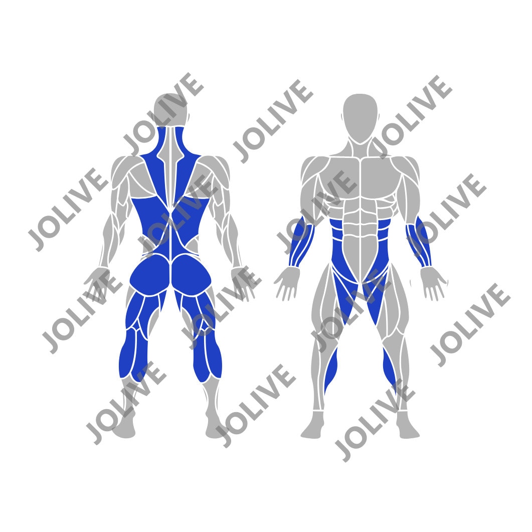 Human Body by Muscle - SVG - Etsy