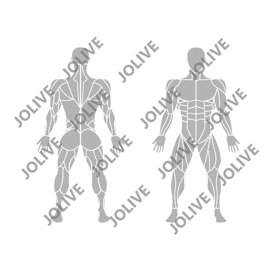 Human Body by Muscle - SVG - Etsy