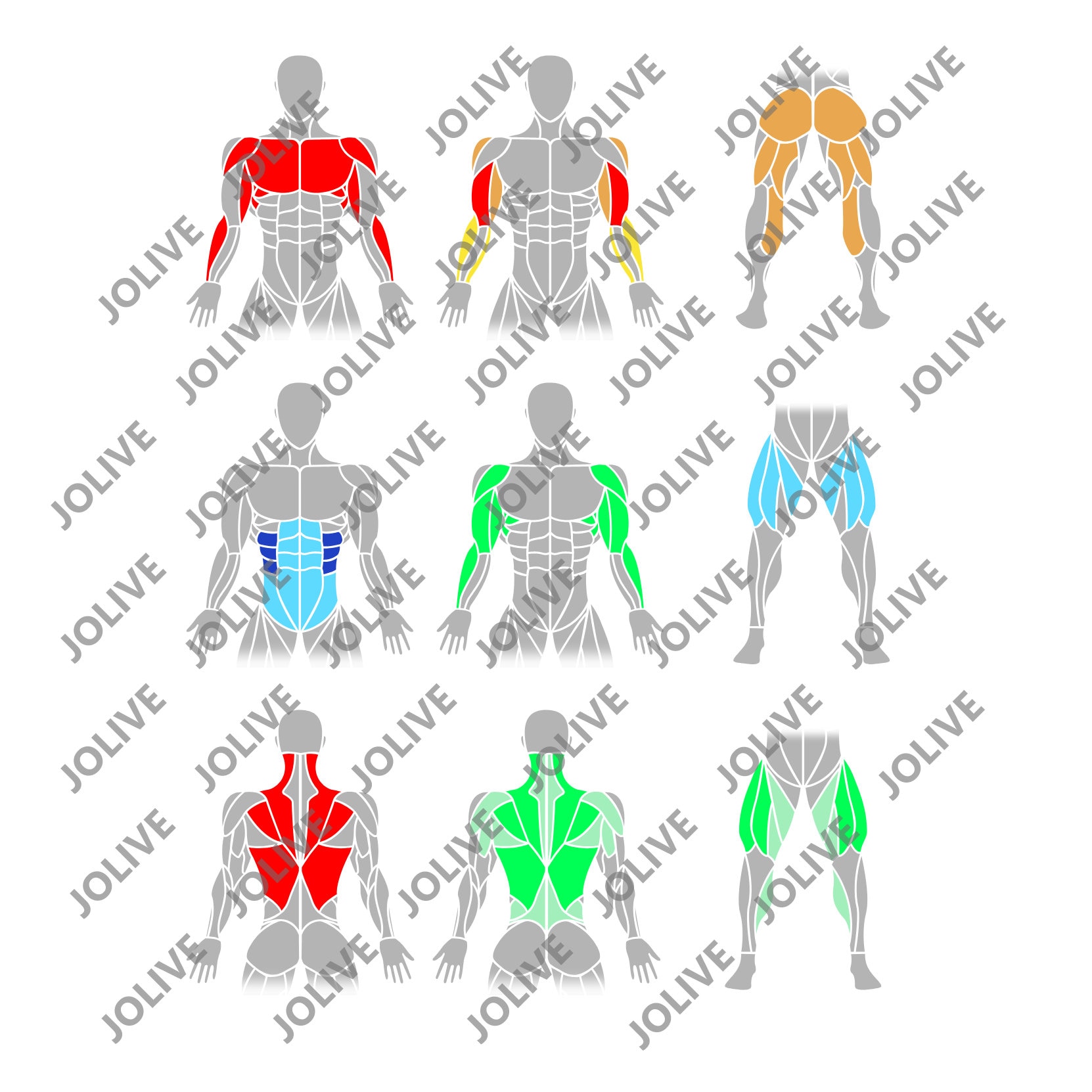 Human Body by Muscle - SVG - Etsy