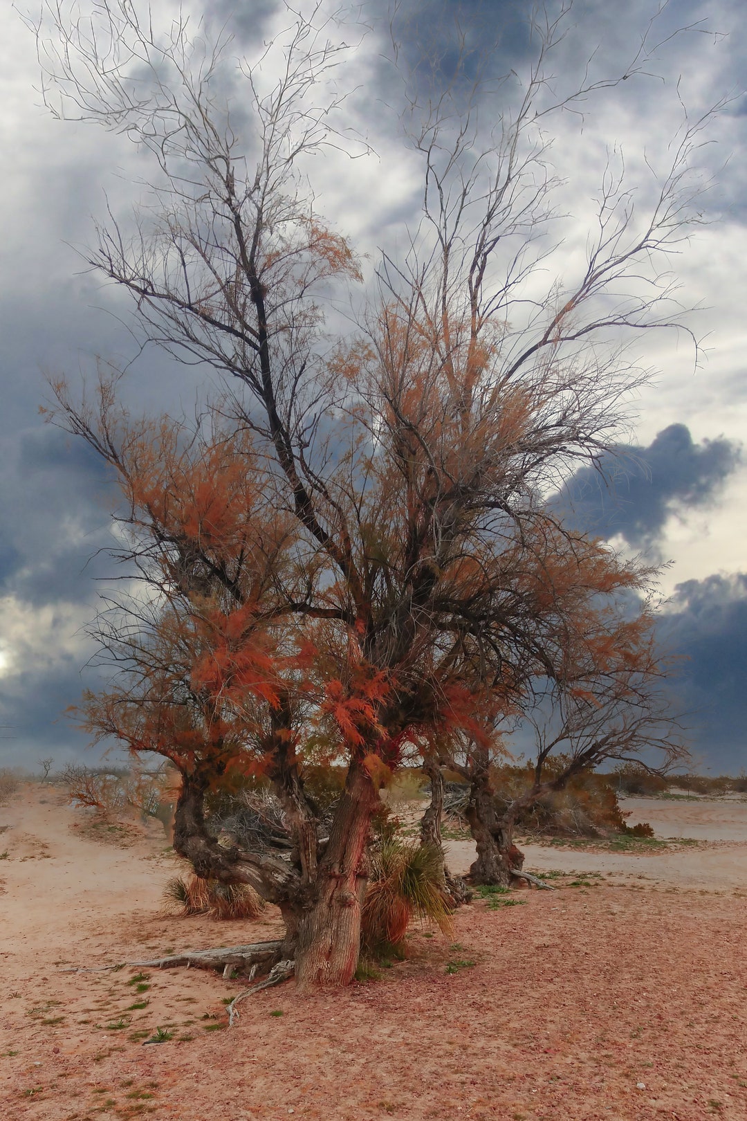 Tamarisk Desert Tree Print/arizona/wildfire/survival/desert Beauty ...