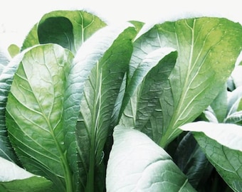 1/4-OZ ~2000 KOMATSUNA WASE Early Japanese Mustard Spinach Seeds こまつなわせ ...