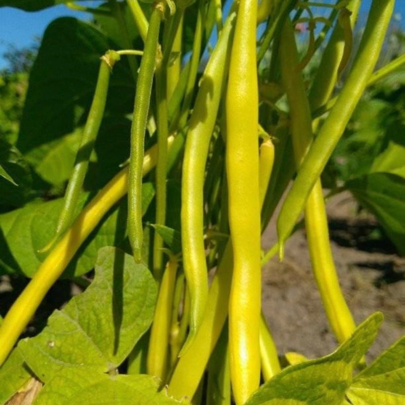 Gold Organic Hardware - Etsy