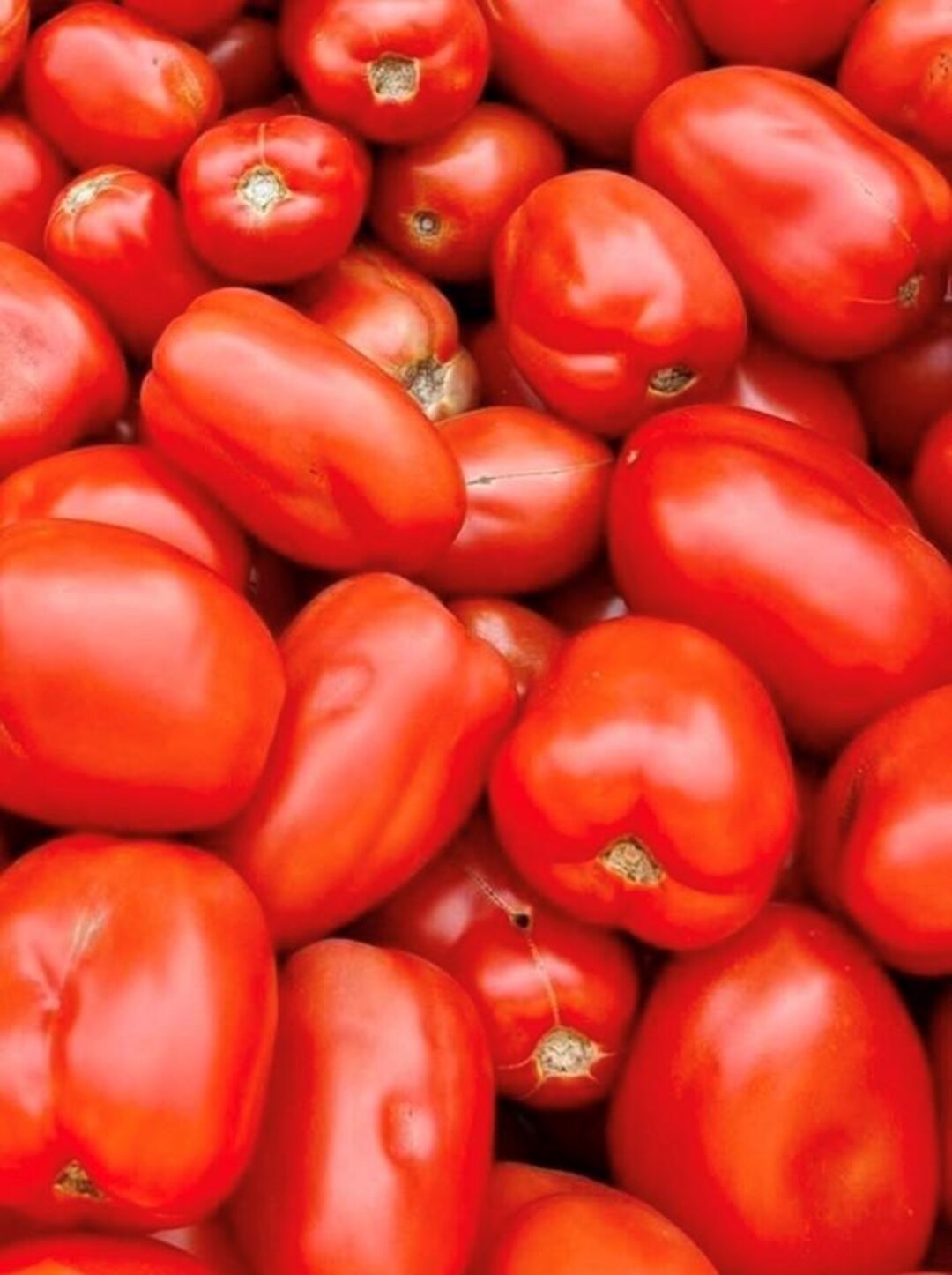 Amish Paste Tomato Seeds | Heirloom | Organic - Etsy