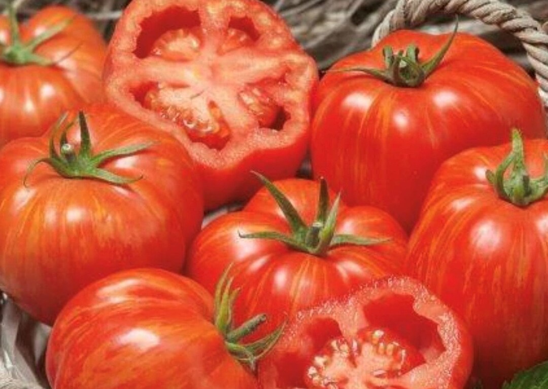 Striped Paste Tomato Seeds Organic - Etsy