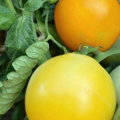 Italian Tree/ Trip-l-crop Tomato Seeds Heirloom Organic - Etsy