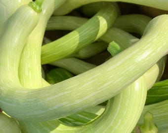 Tromboncino Rampicante Huge Italian Heirloom Zucchini Squash Vegetable ...