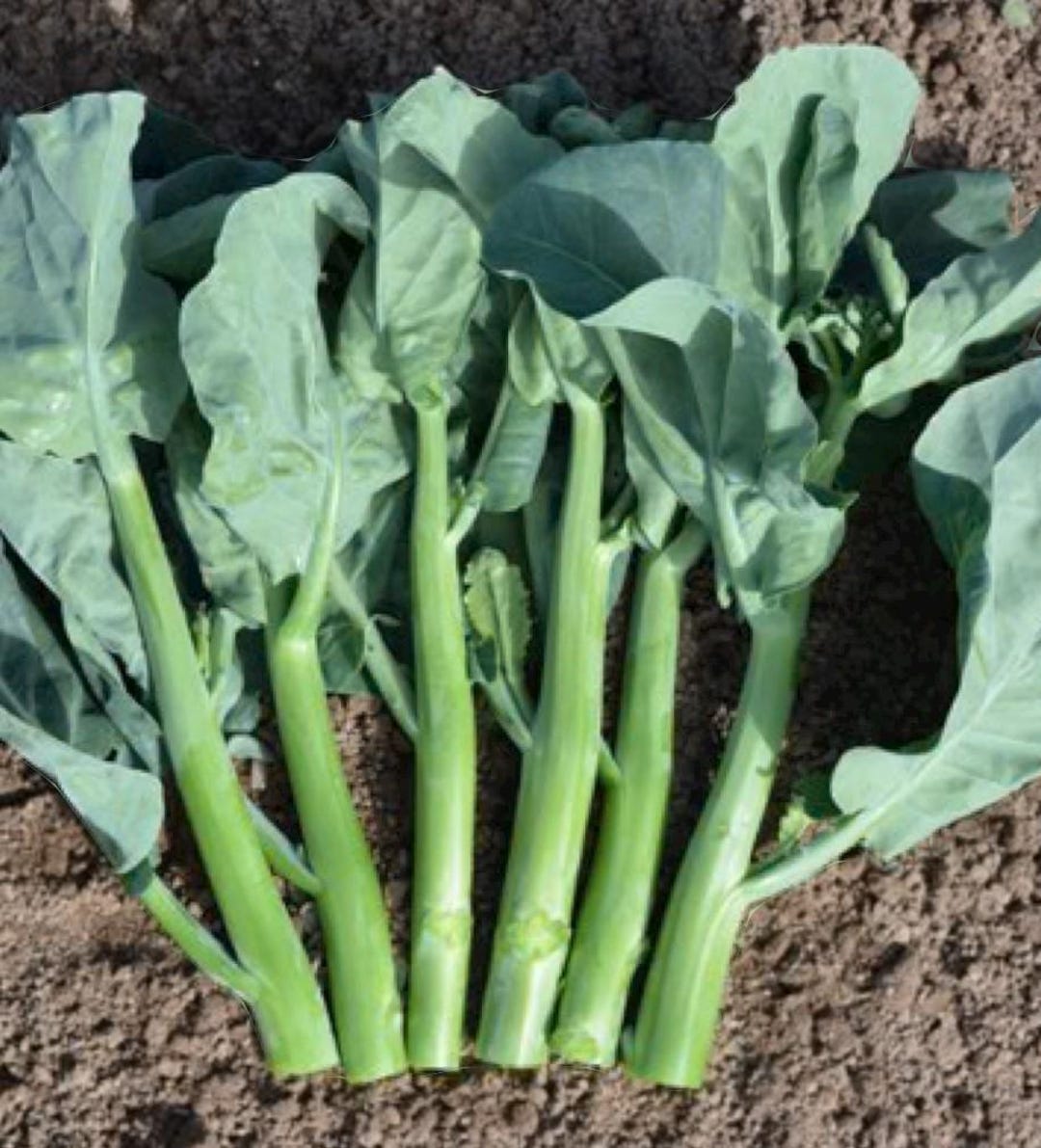 Chinese Broccoli (kailaan) Seeds | Heirloom - Etsy