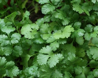 Cilantro Seeds - Slow Bolt Organic - Etsy