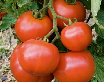 Ace 55 Tomato Seeds Heirloom Organic - Etsy