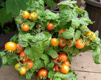 Red Robin Tomato Seeds Micro Dwarf Plants Organic Red Cherry Fruit ...