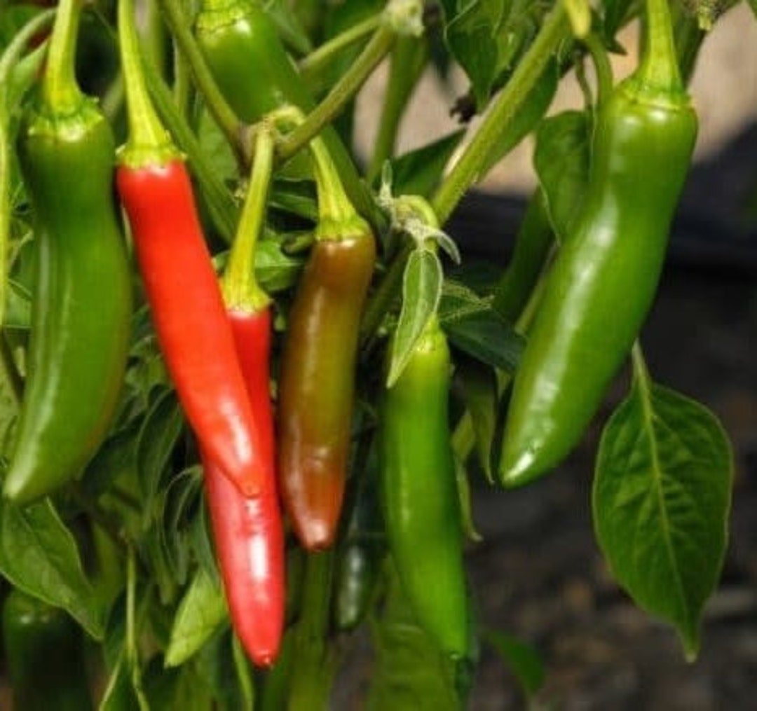 Serrano Pepper Seeds | Hot | Heirloom | Organic - Etsy