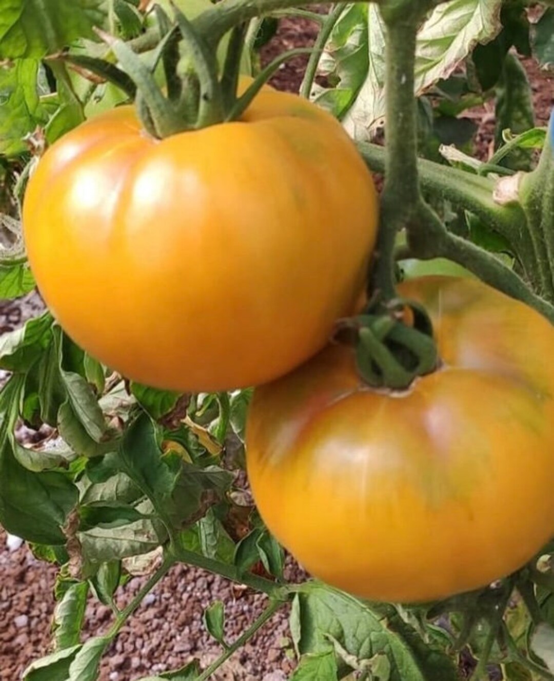 Golden Jubilee Tomato Seeds | Heirloom | Organic - Etsy