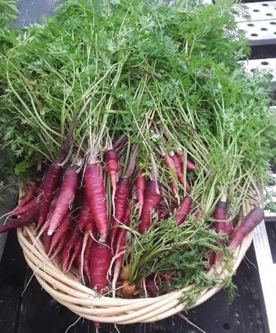 Cosmic Purple Carrot Seeds | Organic - Etsy
