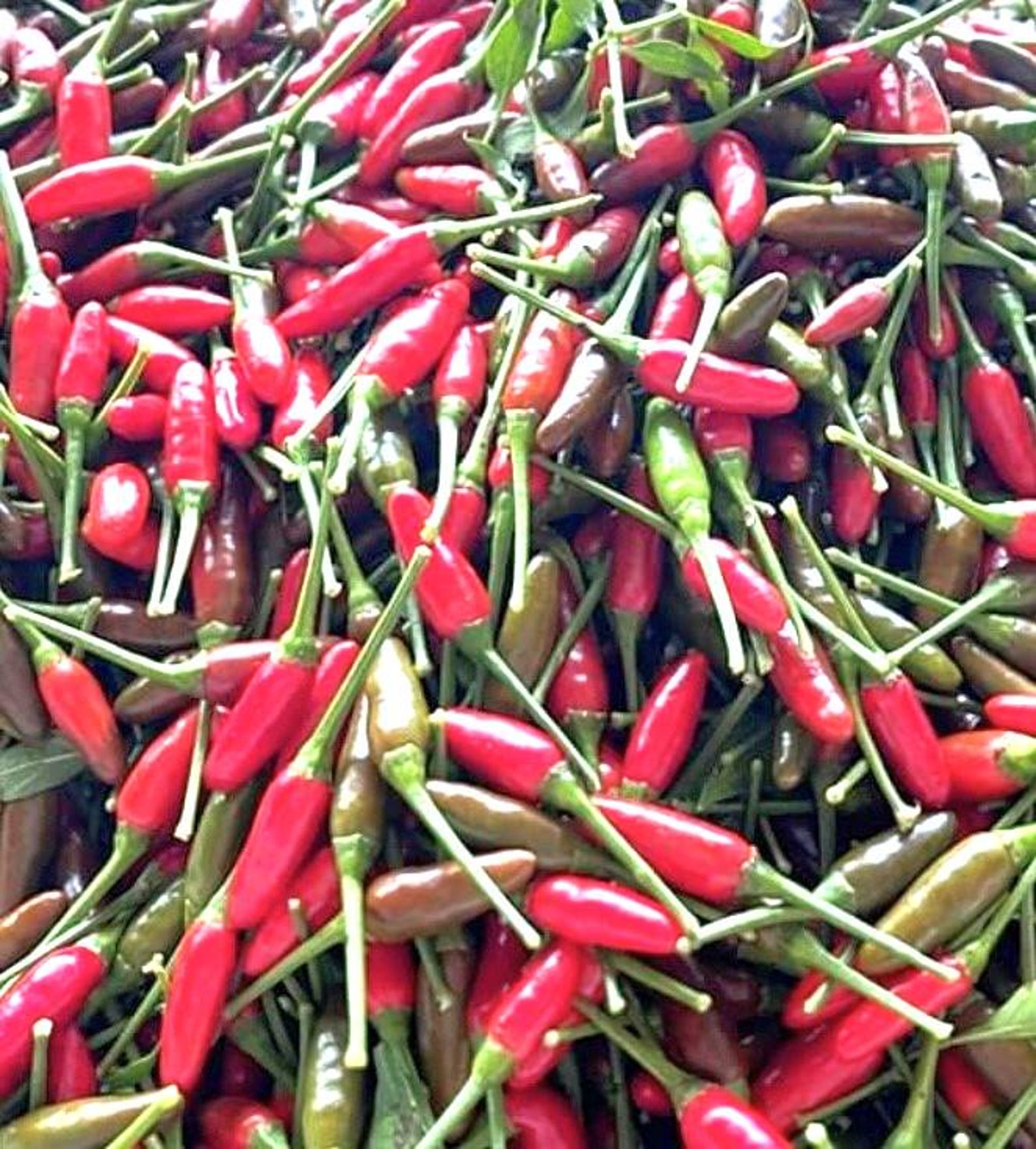 Semillas de chile Birdseye / Picante / Heirloom - Etsy México