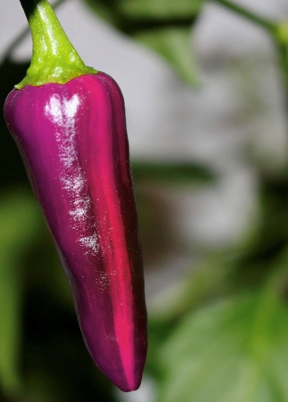 Purple Tiger Hot Pepper Seeds Organic - Etsy