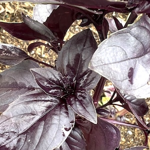 Dark Purple Opal Basil Seeds | Heirloom | Organic | Herb - Etsy
