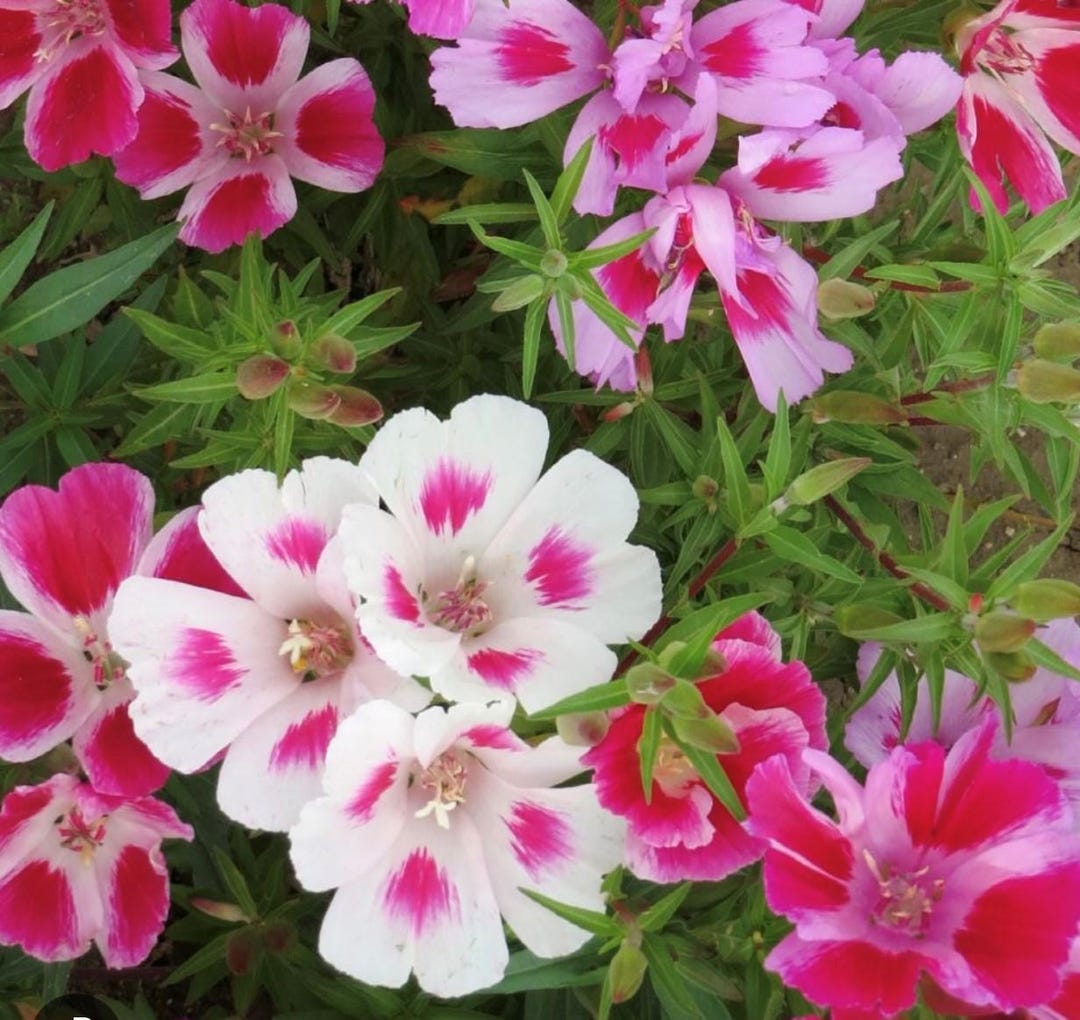 Farewell to Spring Flower Seeds - Etsy