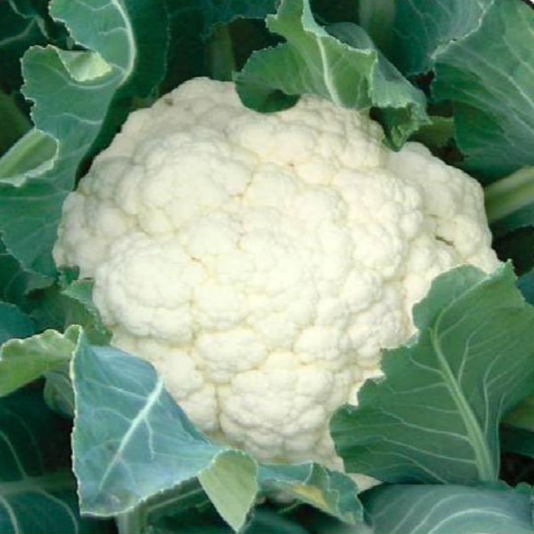 Snowball Cauliflower Seeds | Heirloom | Organic - Etsy