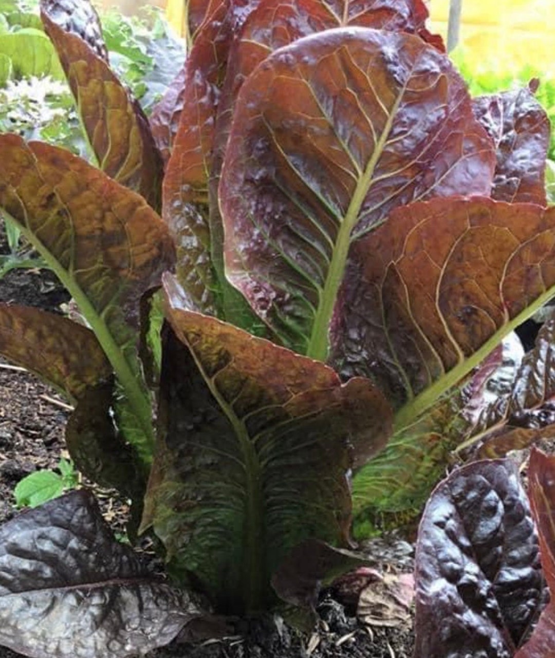 Super Red Romaine Lettuce Seeds | Heirloom | Organic - Etsy