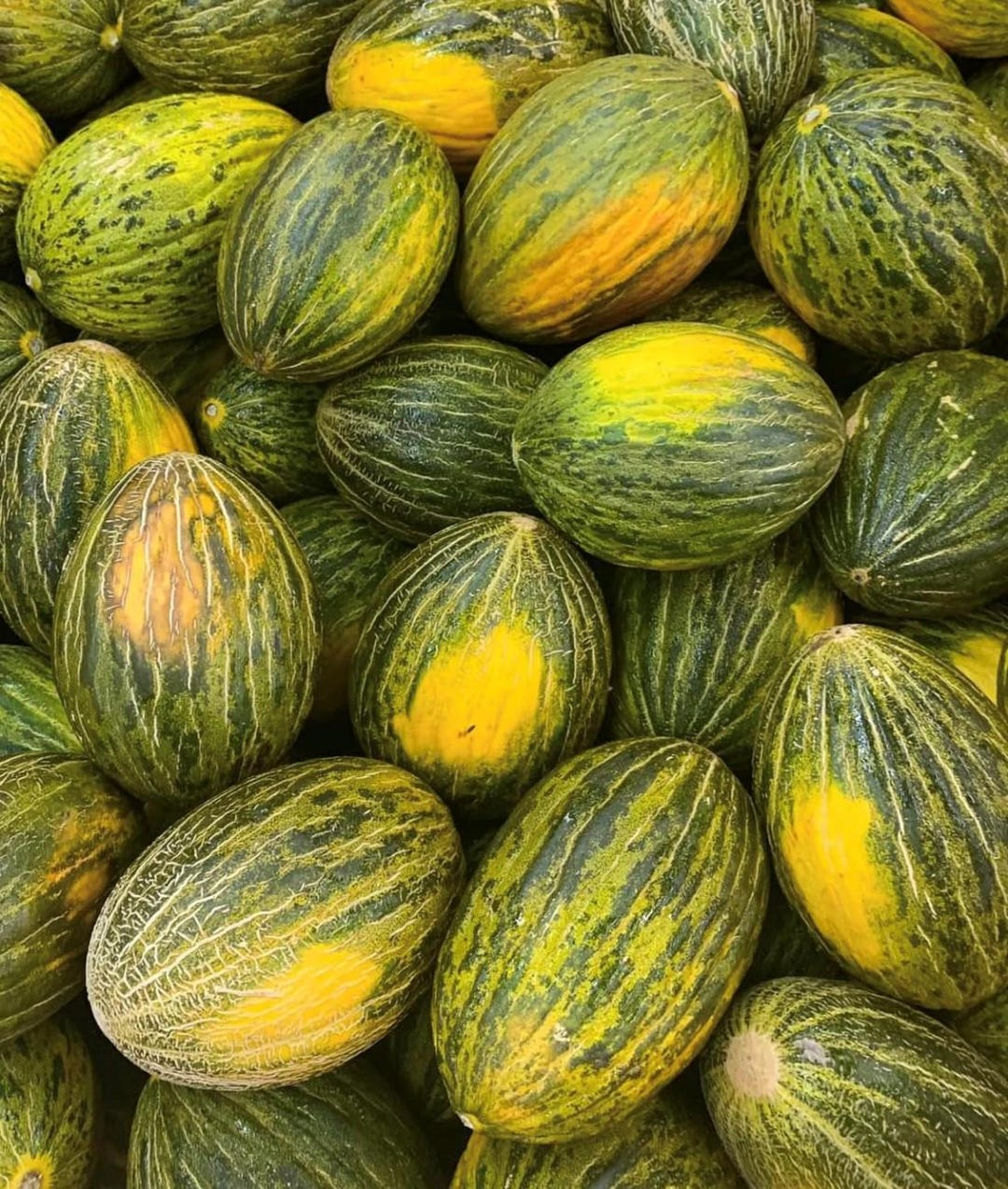 Piel De Sapo Melon Seeds | Heirloom - Etsy