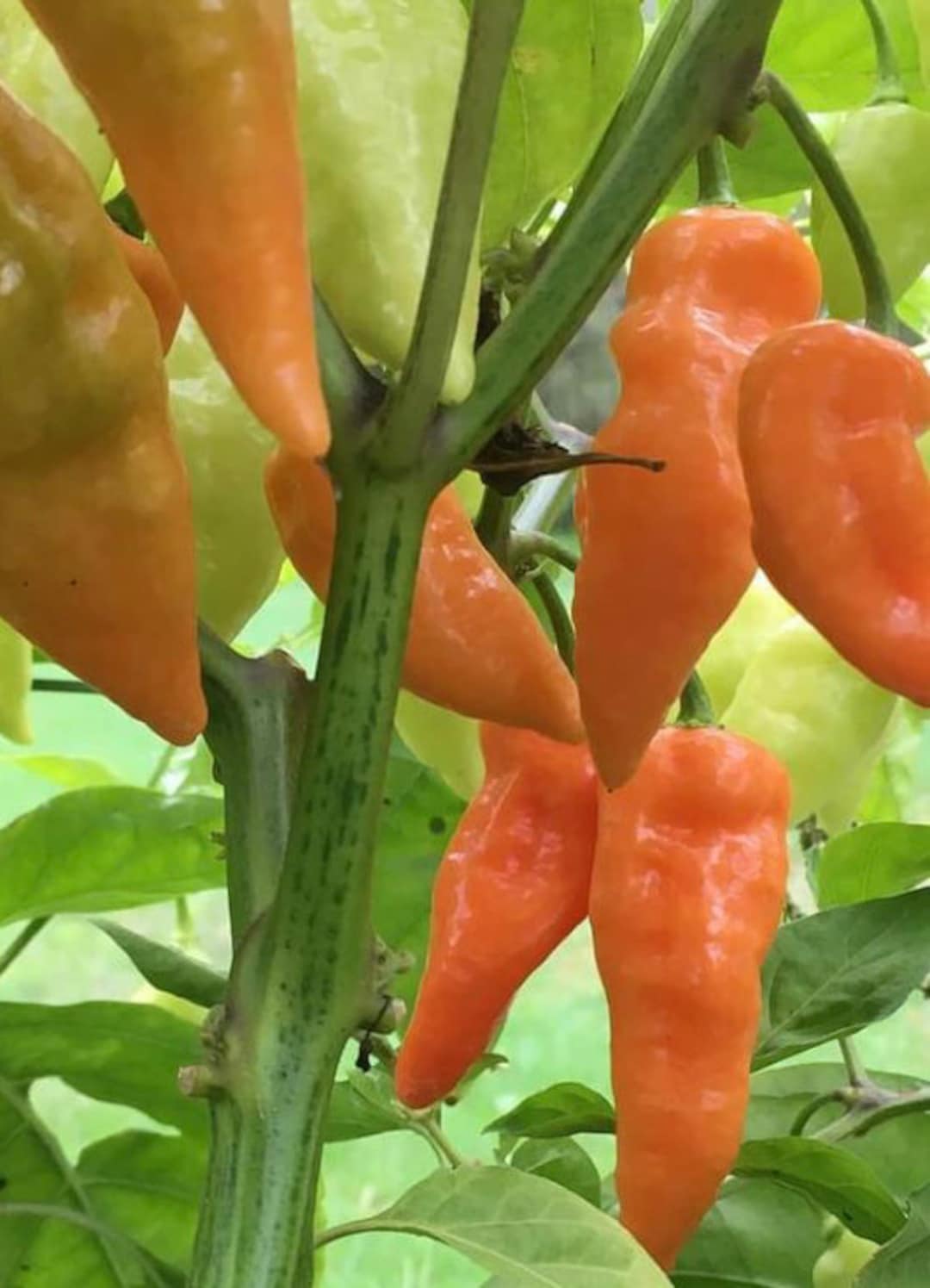 Habanada Pepper Seeds | Organic - Etsy