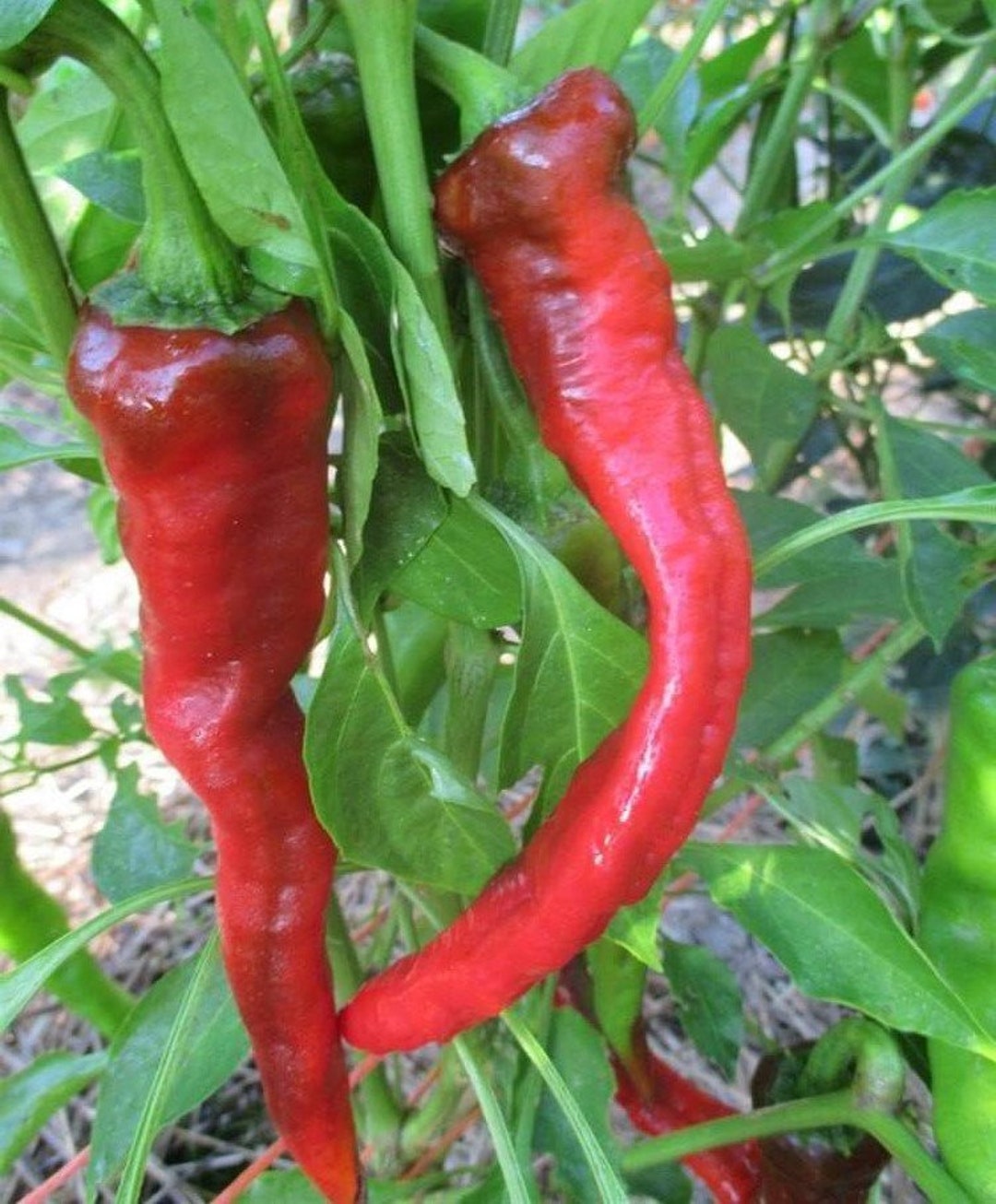 Hot Portugal Pepper Seeds | Heirloom | Organic - Etsy