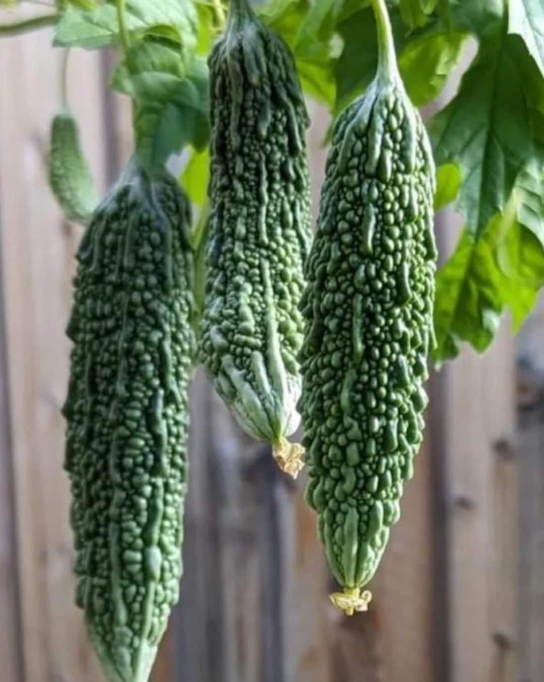 Bitter Melon (futo Spindle) Seeds - Etsy
