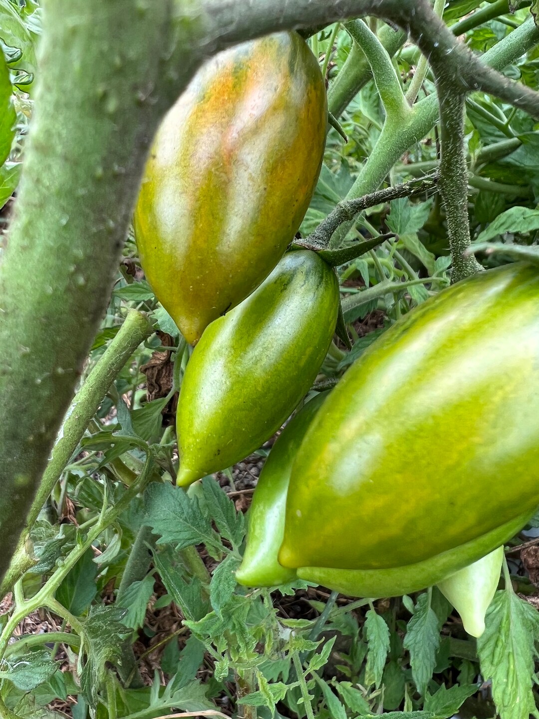Green Tiger Tomato Seeds | Organic - Etsy